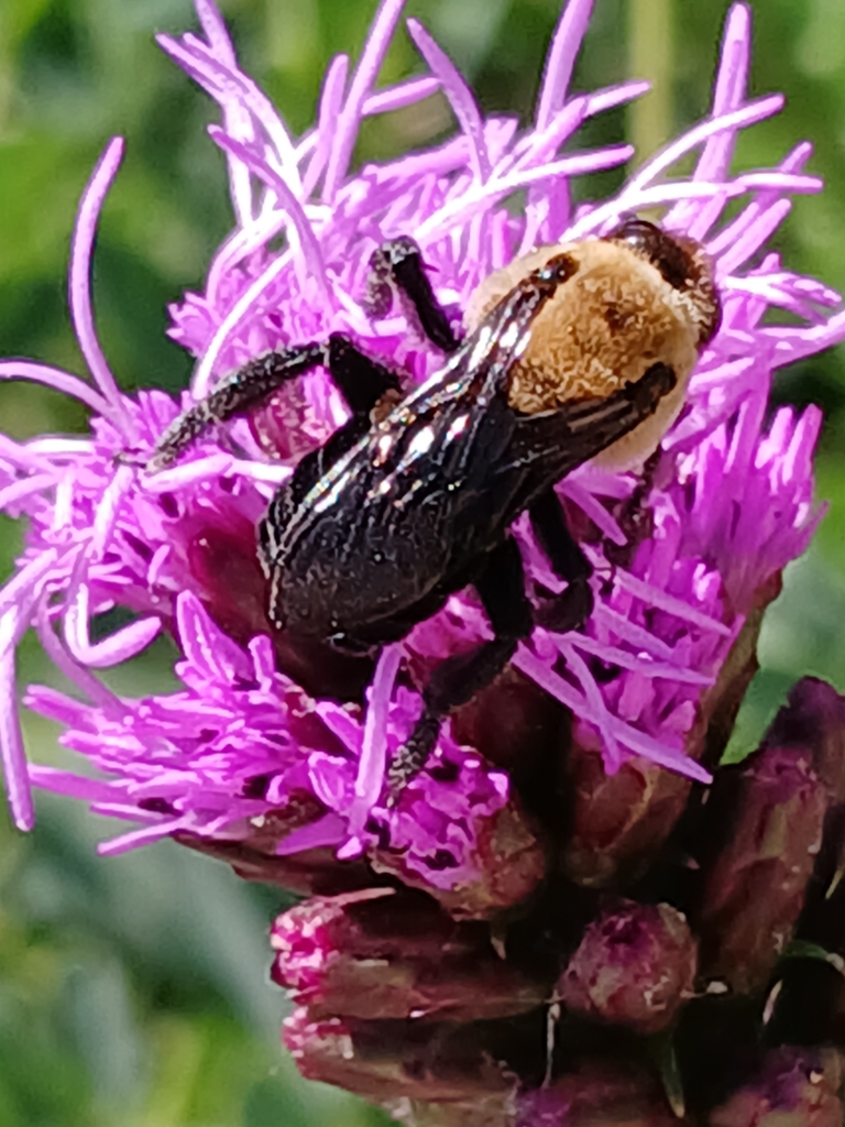 Hibiscus Turret Bee from Norman, OK 73071, USA on June 15, 2024 at 12: ...