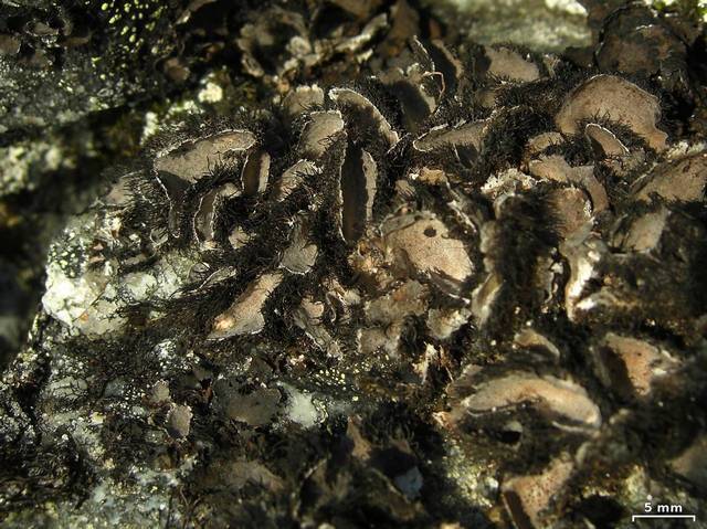 Blushing Rock Tripe (Lichens of Washington Cascades) · iNaturalist