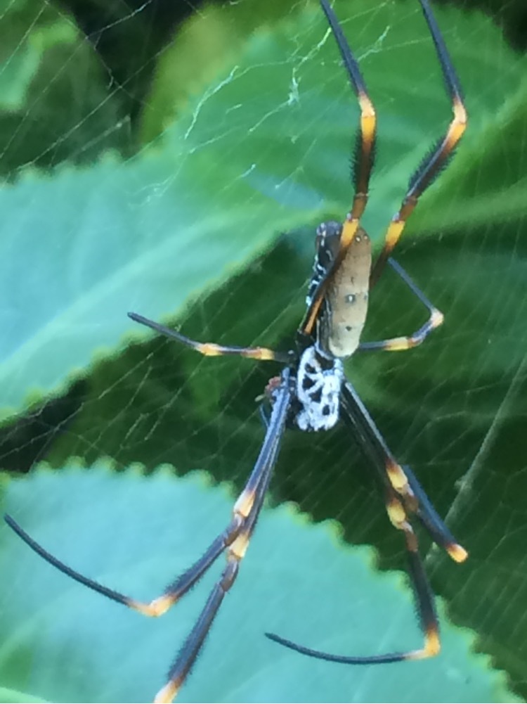 Tiger Spider from Aspley, AU-QL, AU on May 21, 2019 at 03:53 PM by ...