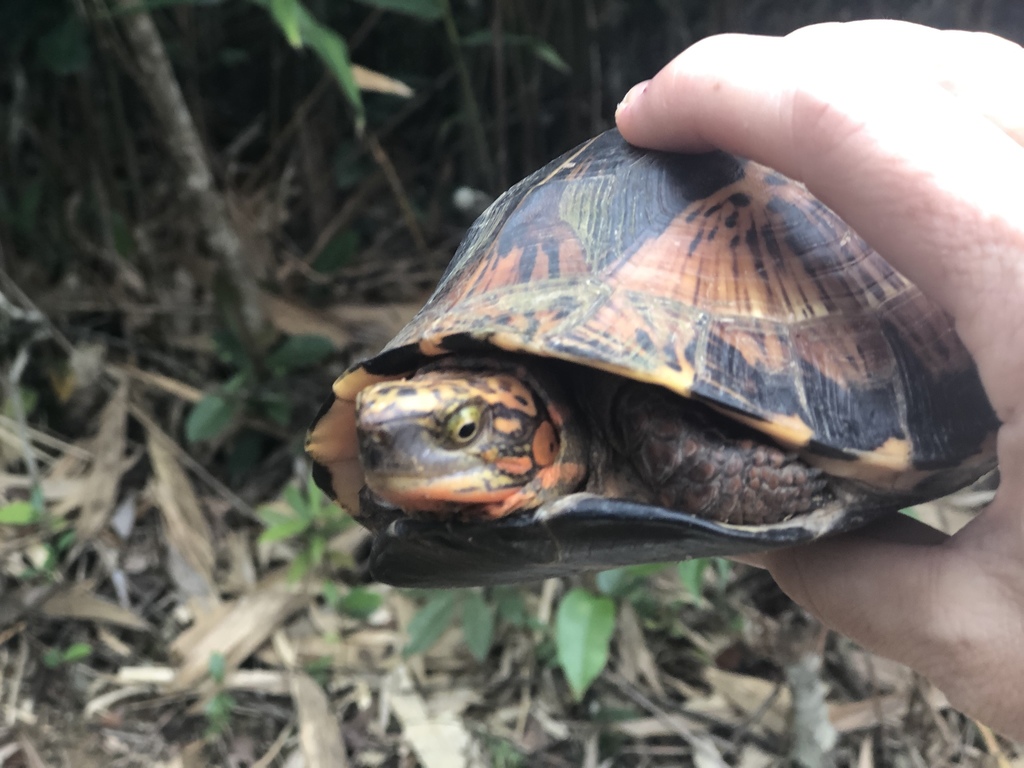Indochinese Box Turtle in May 2019 by greenaardvark · iNaturalist