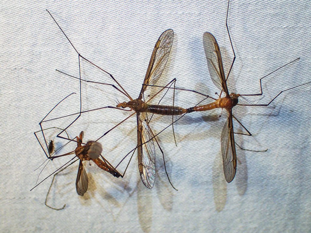 Leptotarsus helmsi (Skuse, 1890)