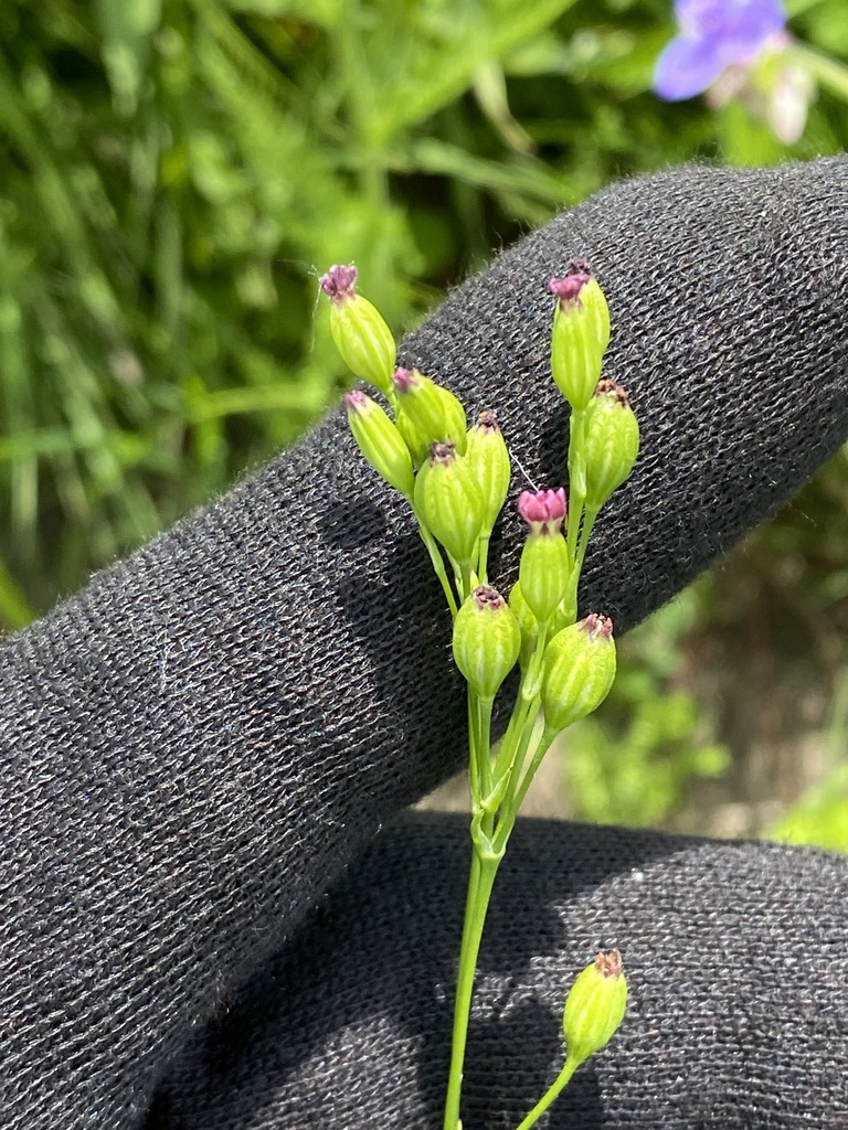 sleepy catchfly from Chiwaukee Prairie State Natural Area, Pleasant ...