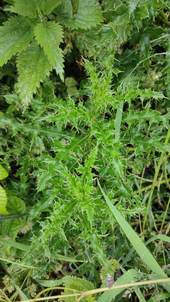 creeping thistle from Lancashire, UK on June 15, 2024 at 01:03 PM by ...