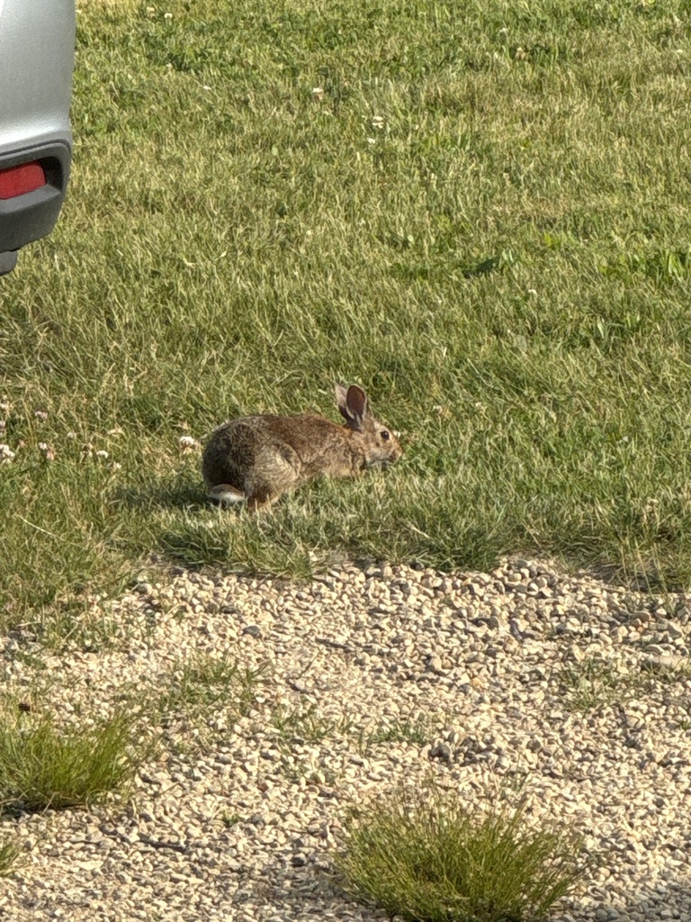 Eastern Cottontail from Martha's Vineyard, Chilmark, MA, US on June 14 ...