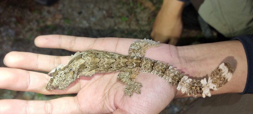 Kuhl's Flying Gecko in June 2024 by Mark Hansen · iNaturalist