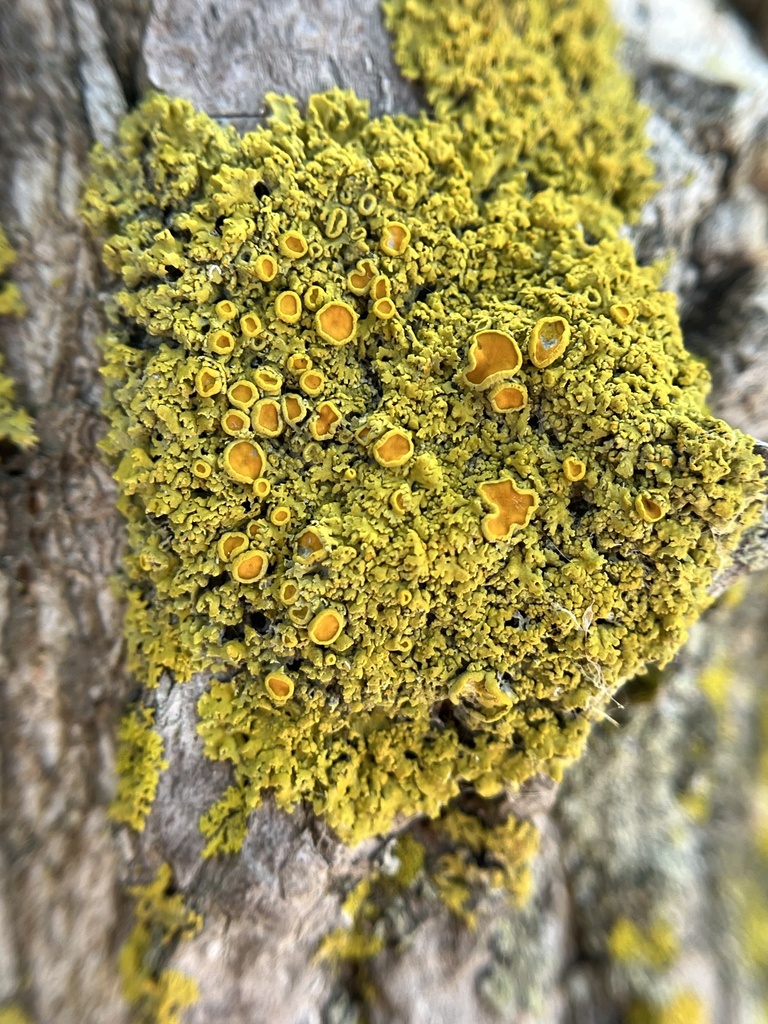 Poplar Sunburst Lichen in June 2024 by Stephen Bucklin. on eastern ...