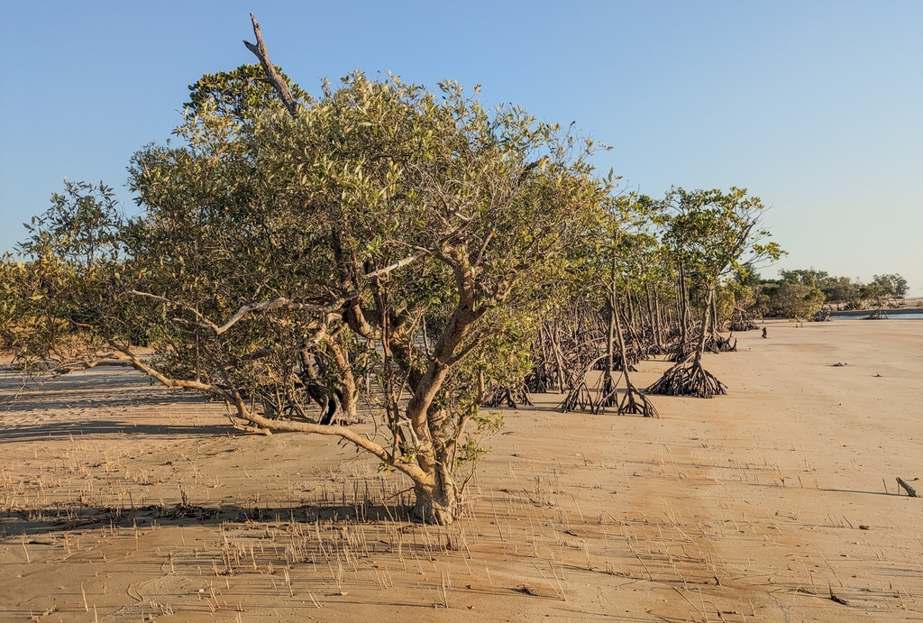 true mangroves from Lee Point NT 0810, Australia on June 9, 2024 at 05: ...