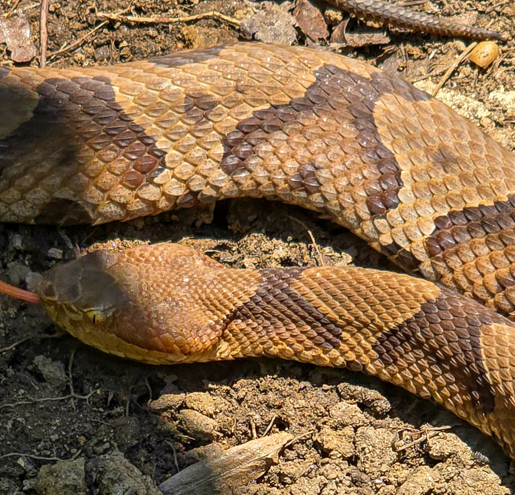 Eastern Copperhead from Caldwell County, NC, USA on June 13, 2024 at 12 ...