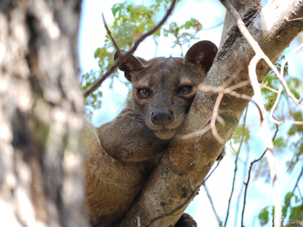 Fossa in November 2013 by ge0rgev · iNaturalist
