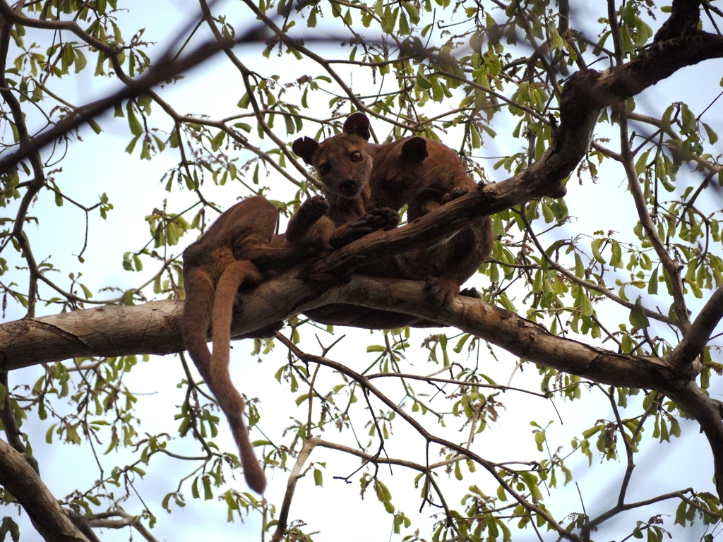 Fossa in November 2013 by ge0rgev. Mating behaviour · iNaturalist