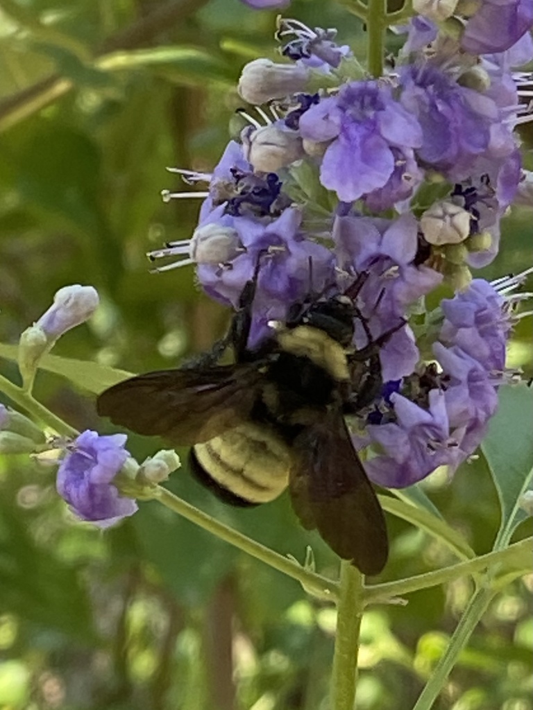 American Bumble Bee from David Fort Rd, Argyle, TX, US on June 15, 2024 ...