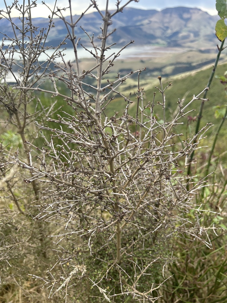 Coprosma dumosa from South Island / Te Waipounamu, Governors Bay ...
