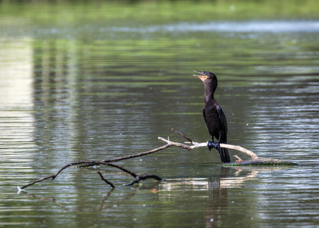 Neotropic Cormorant from Brazoria County, TX, USA on June 15, 2024 at ...