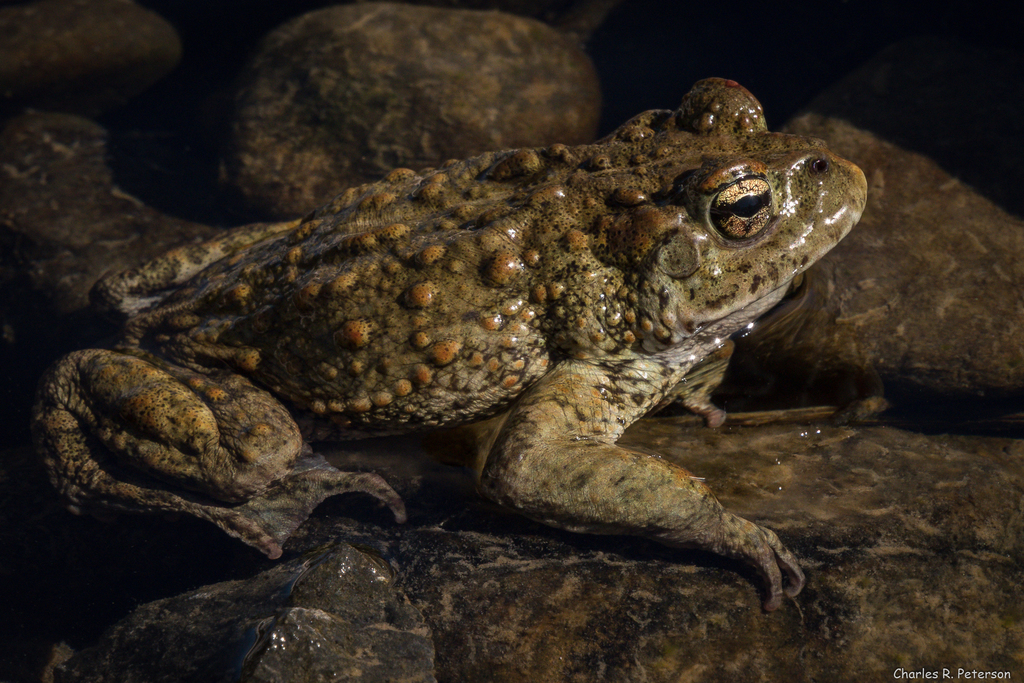 Western Toad (Idaho Amphibians) · iNaturalist