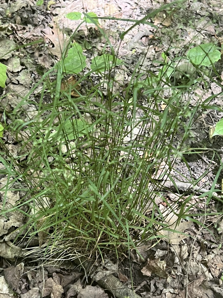 Wood Meadow-grass from Hamilton, ON, Canada on June 15, 2024 at 12:32 ...