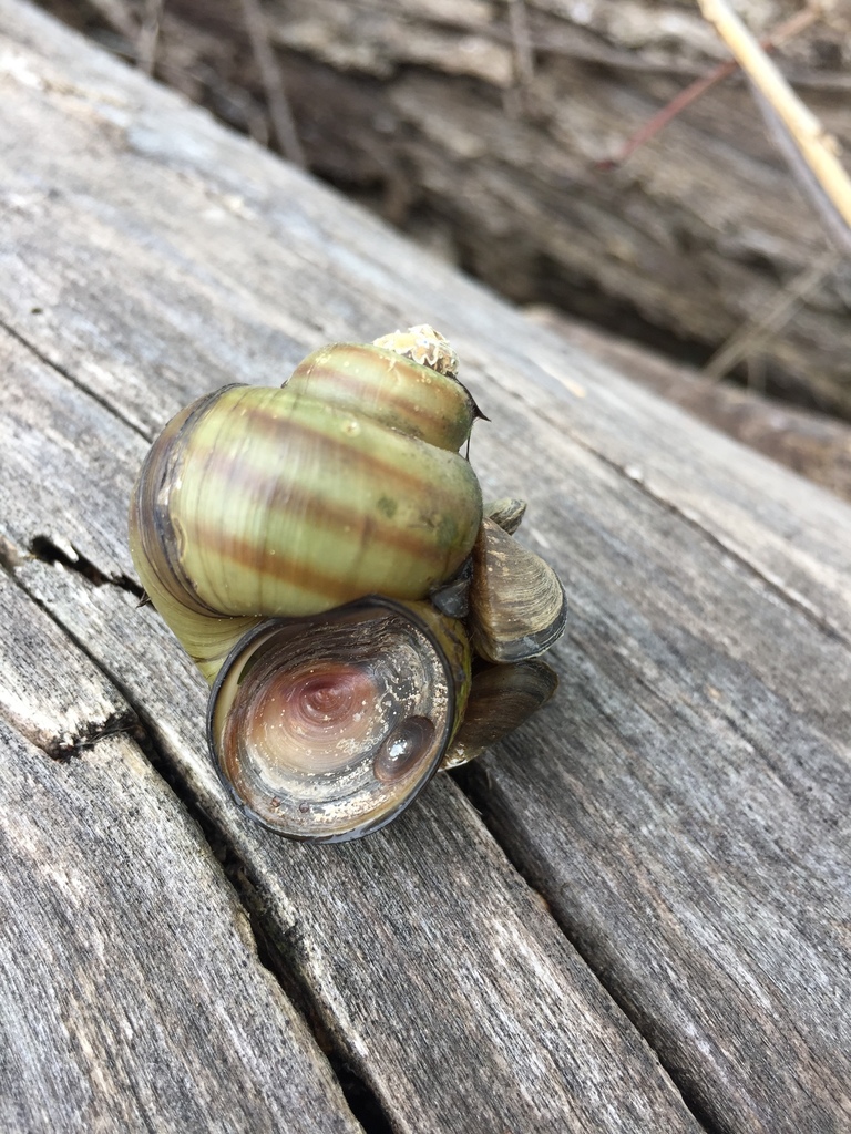 Banded Mystery Snail from Cataraqui River, Kingston, ON, CA on May 20 ...