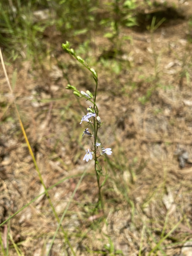 Nuttall's Lobelia from Mattaponi, Mascot, VA, US on June 15, 2024 at 12 ...