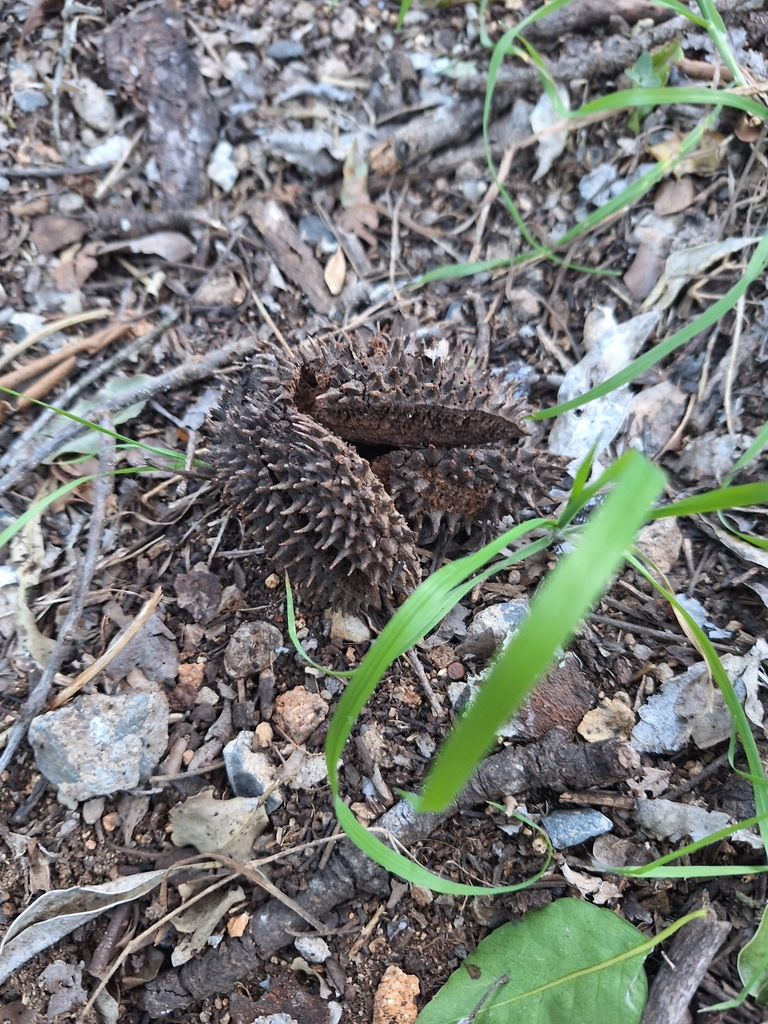 Crows Ash from Redwood QLD 4350, Australia on June 15, 2024 at 04:00 PM ...