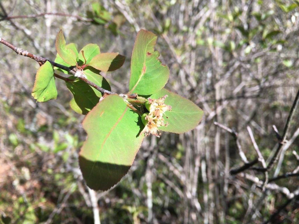 Bartram Shadbush in May 2019 by Bonnie Isaac · iNaturalist