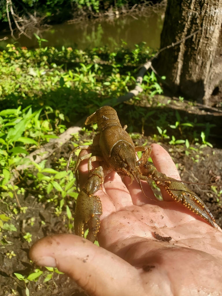 Virile Crayfish from Industrial Pkwy At Okner Pkwy, Livingston, NJ ...