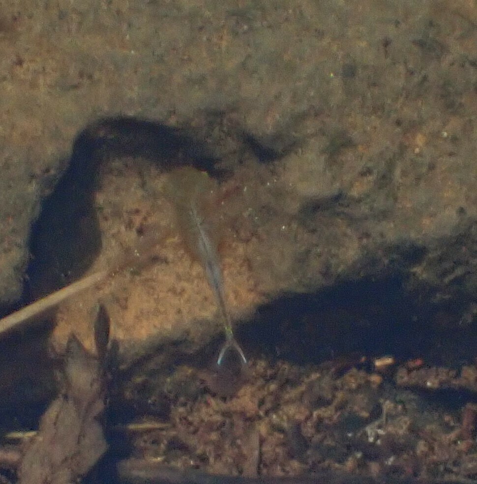 Eubranchipus from Mesa County, CO, USA on June 15, 2024 at 12:22 PM by ...