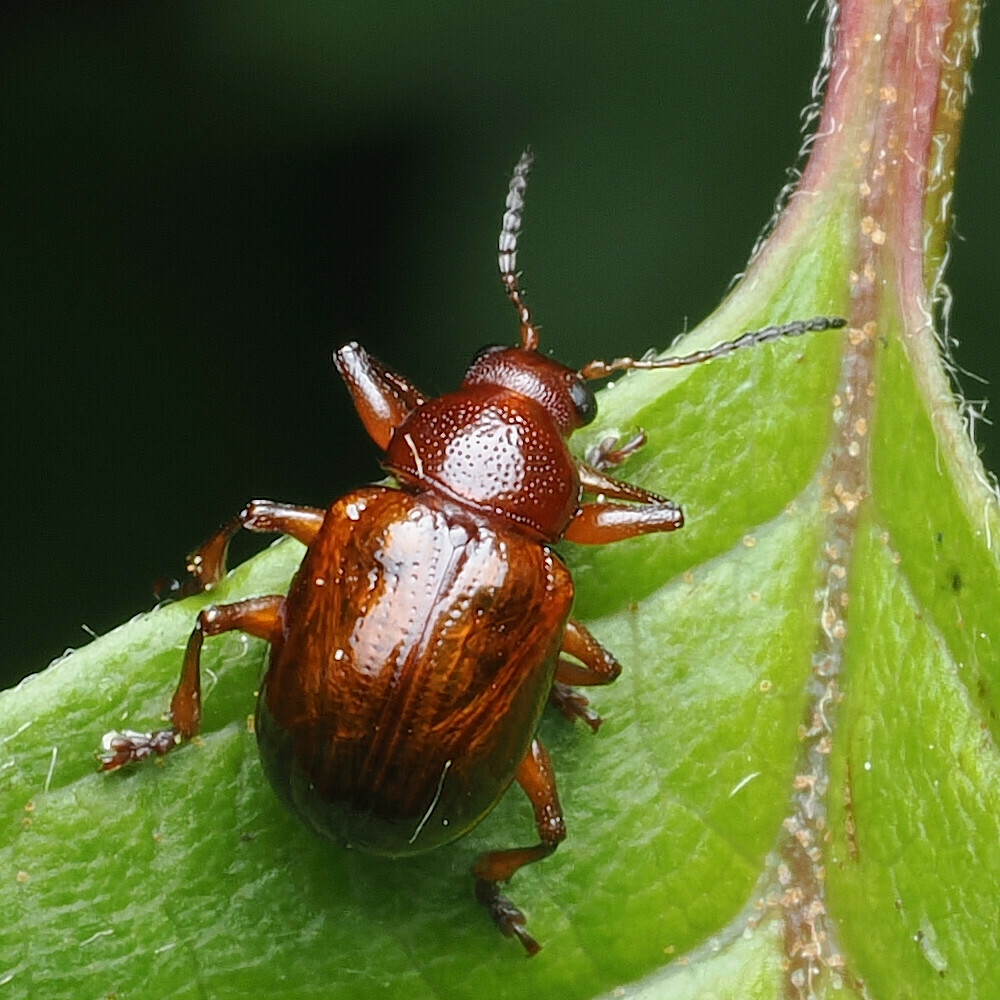 Basilepta balyi from Nakabata, Gotemba, Shizuoka 412-0006, Japan on ...