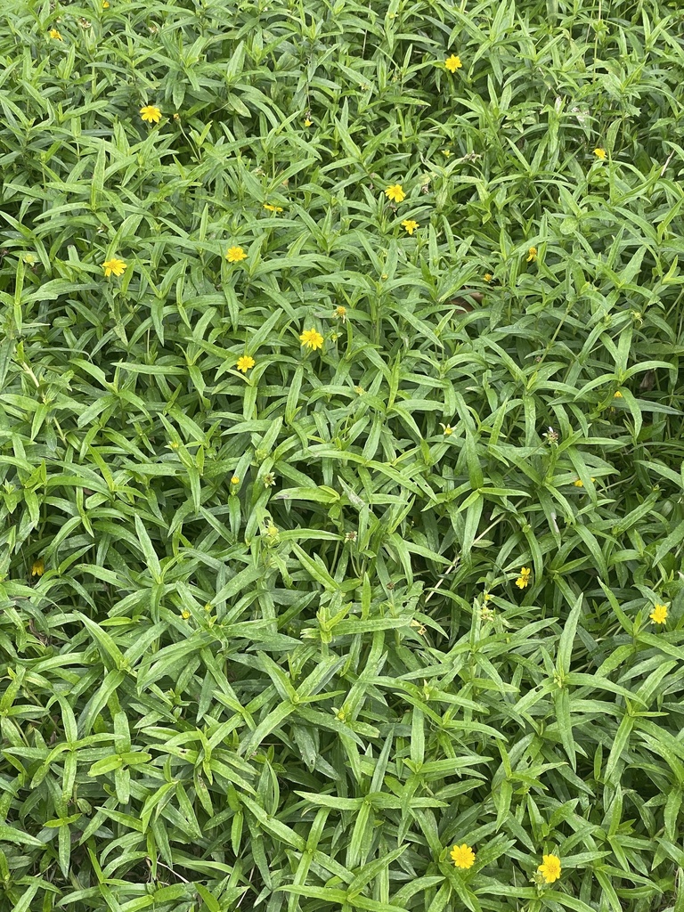 Wedelia (Sphagneticola calendulacea) - Botanical Realm