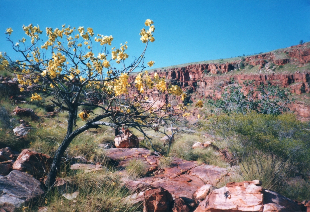Yellow Kapok from Sir John Gorge, Mueller Ranges WA 6770, Australia on ...