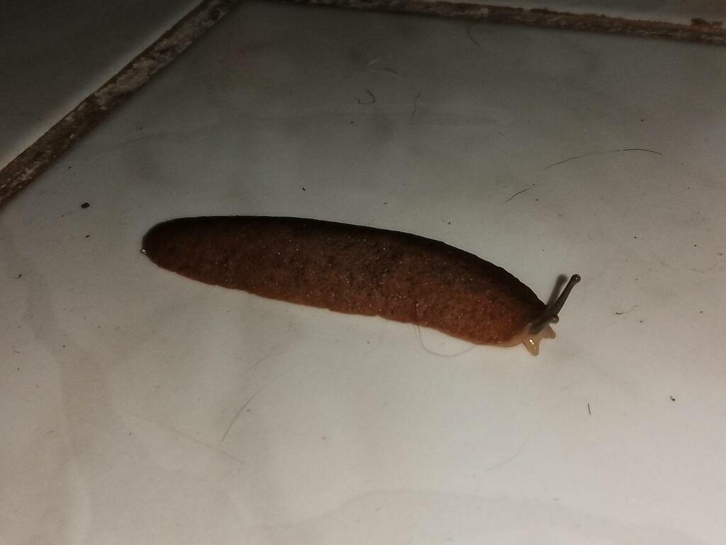 Caribbean Leatherleaf Slug from San José Province, San José, Ramirez ...