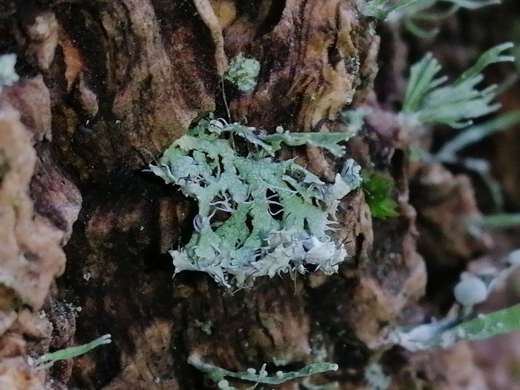 shield lichens, sunburst lichens, rosette lichens, and allies from ...