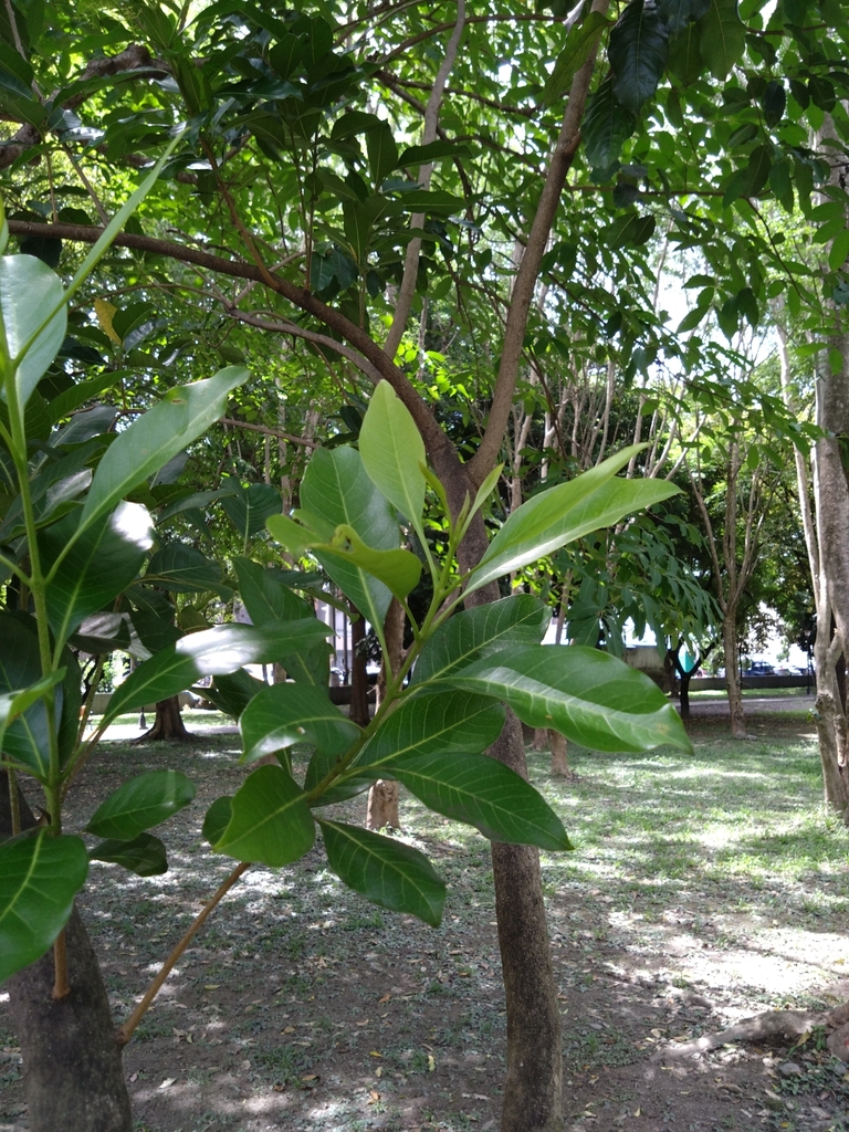 Native Olive in June 2024 by yii. 潮州公園內 · iNaturalist