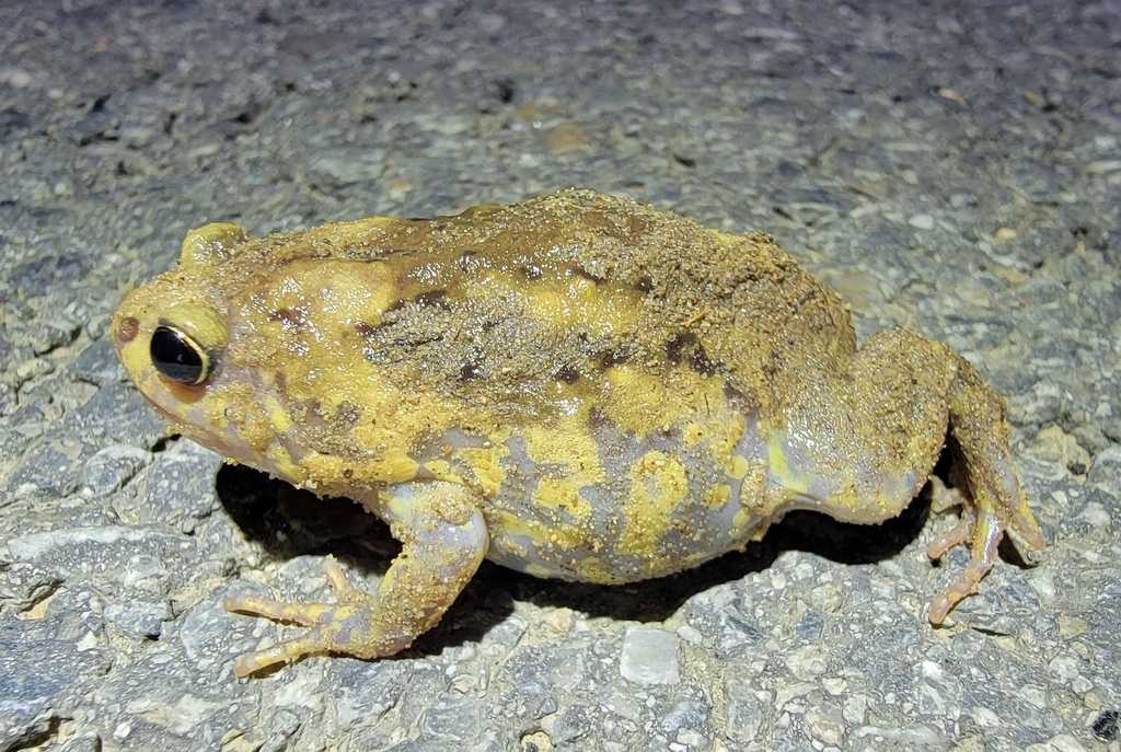 Boreal Digging Frog from Anshan, CN-LN, CN on June 16, 2024 at 12:33 AM ...