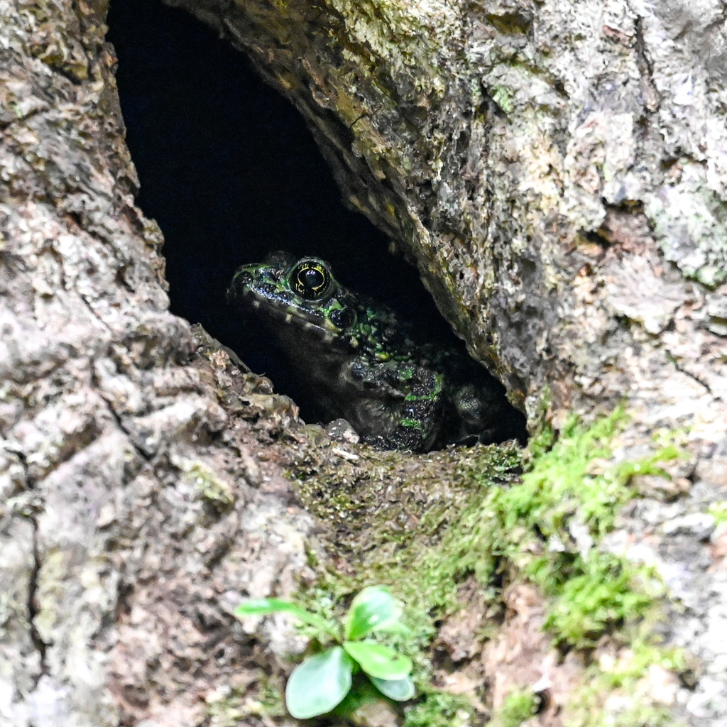 Amami Oshima Frog in May 2024 by David Govoni. Amami · iNaturalist