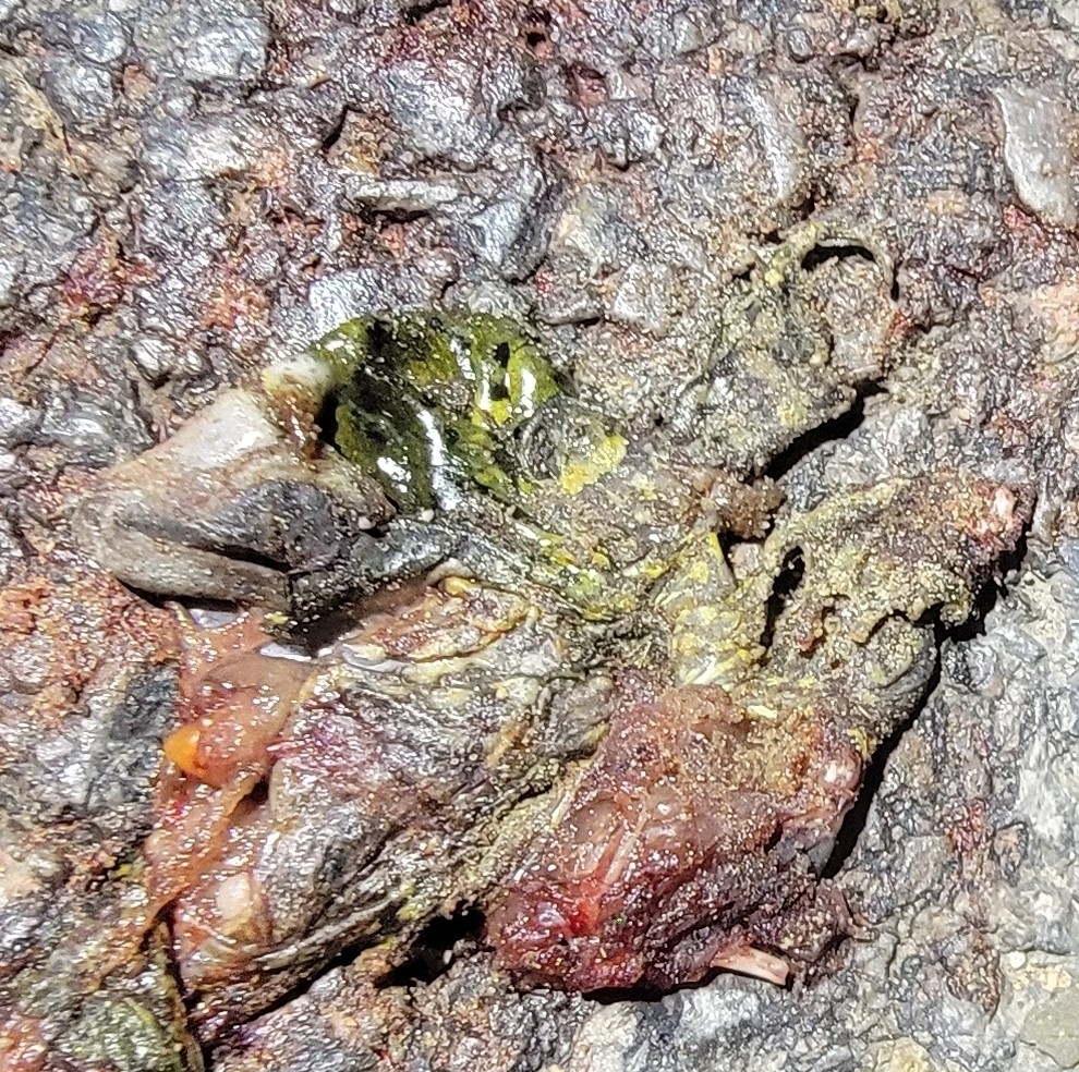 Boreal Digging Frog from Anshan, CN-LN, CN on June 16, 2024 at 12:46 AM ...