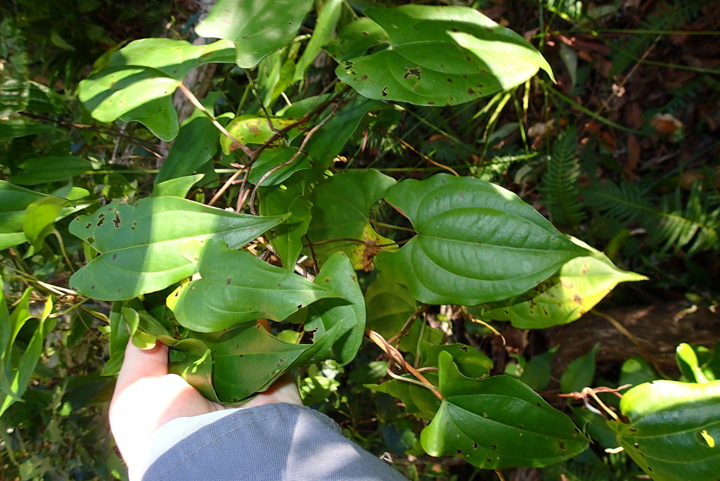 Common Yam Vine from Townson QLD 4341, Australia on June 15, 2024 at 02:41 PM by l_crosby ...