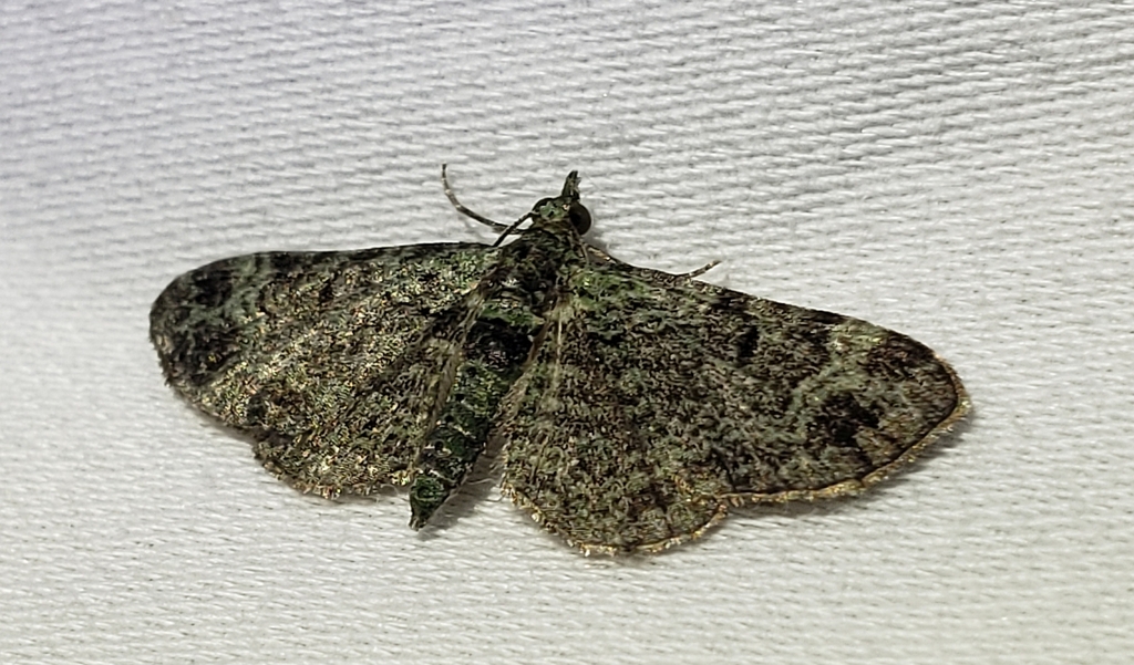 Green Pug from Mayflower Ave & Gage Ave N, Hamilton, ON L8L 6Z8, Canada ...