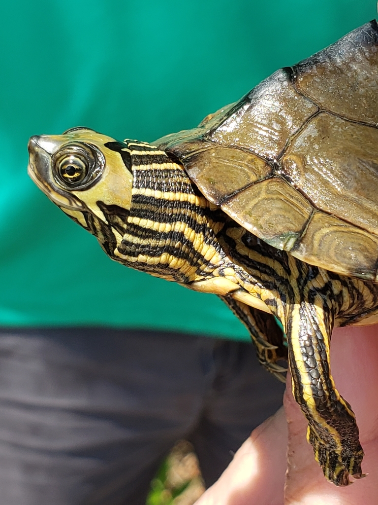 Alabama Map Turtle in June 2024 by Mary Shew · iNaturalist