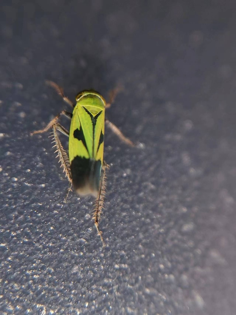 Green Rice Leafhopper in May 2024 by 金龟非龟蓟马非马 · iNaturalist