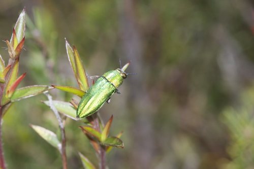 Melobasis simplex · iNaturalist
