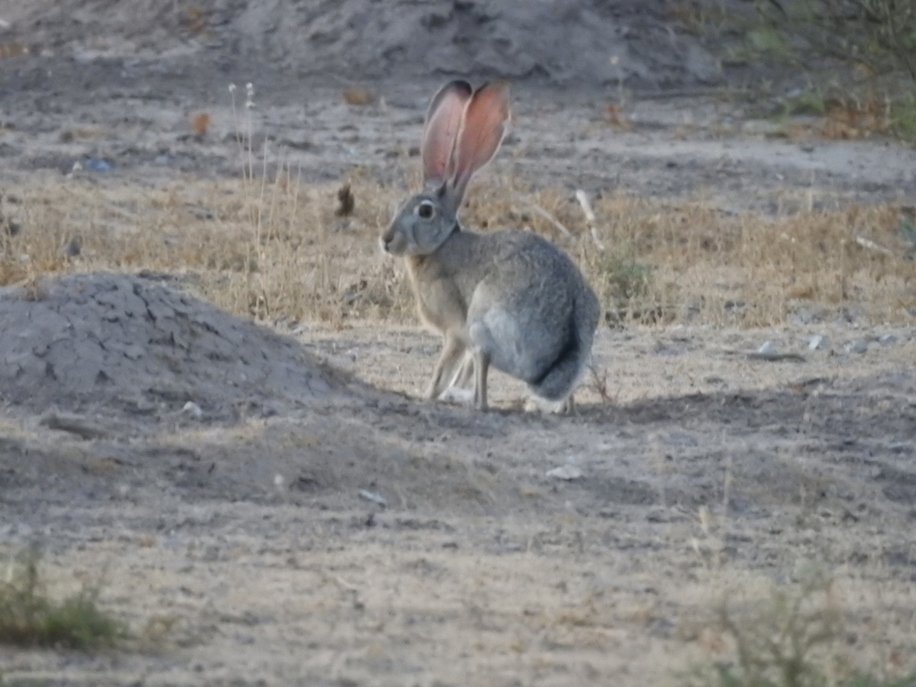 Black-tailed Jackrabbit from Gómez Palacio, Dgo., México on June 15 ...
