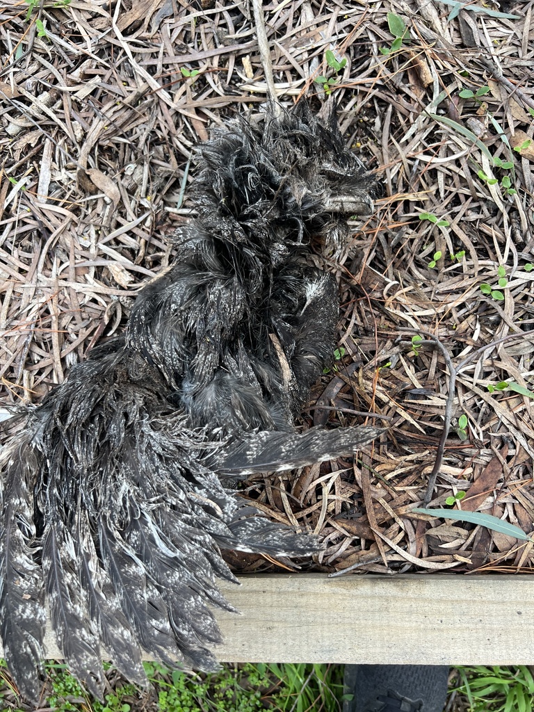 Tawny Frogmouth in June 2024 by Warren Tomlinson · iNaturalist