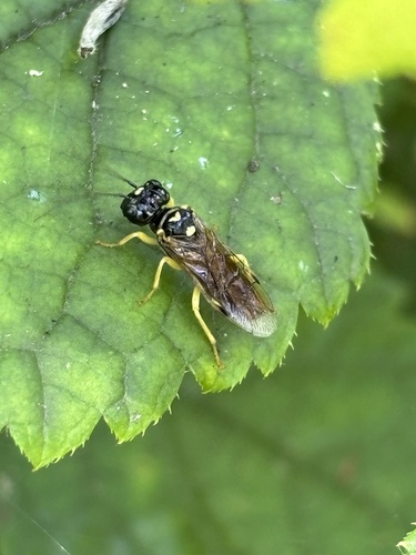 Pamphilius coreanus · iNaturalist