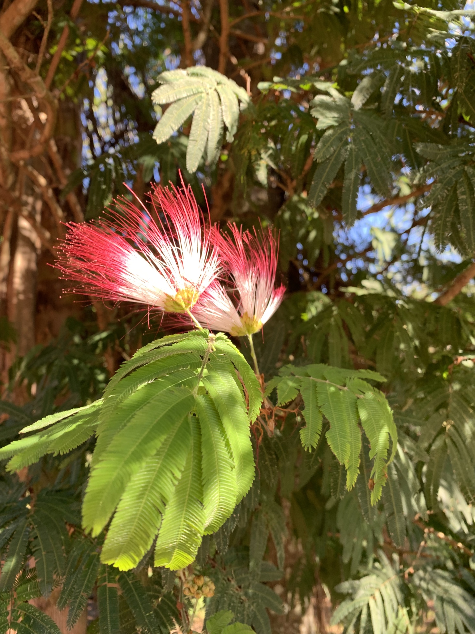 Calliandra parvifolia (Hook. & Arn.) Speg.