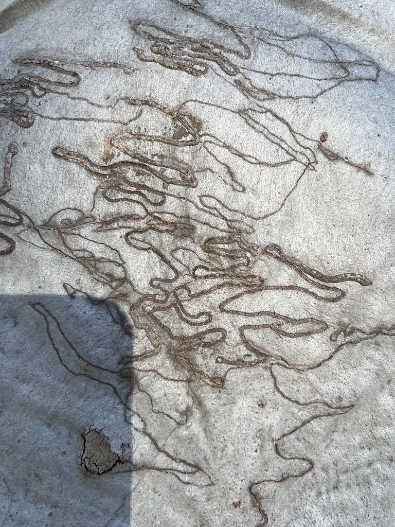 Scribbly Gum Moths from Royal National Park, Royal National Park, NSW ...