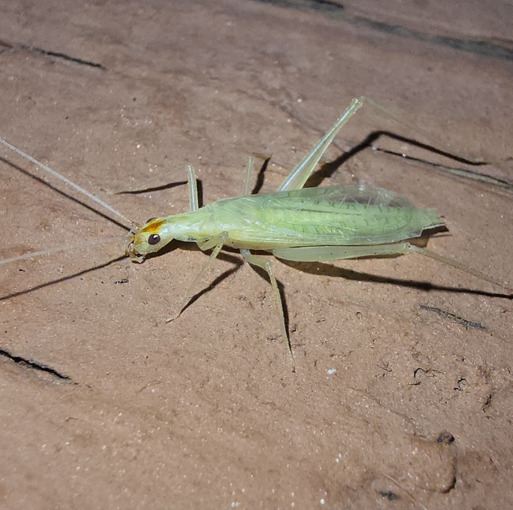 Common Tree Crickets from Blythewood, SC, USA on June 15, 2024 at 10:17 ...