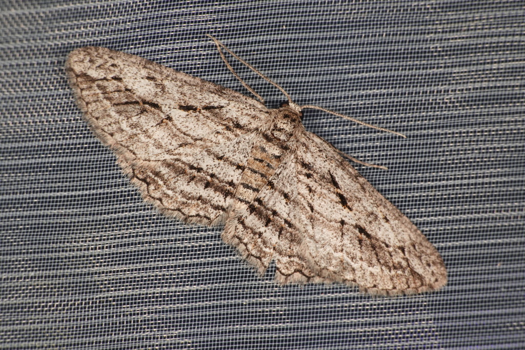 Dark Desert Bark Moth from Markaranka, South Australia, Australia on ...