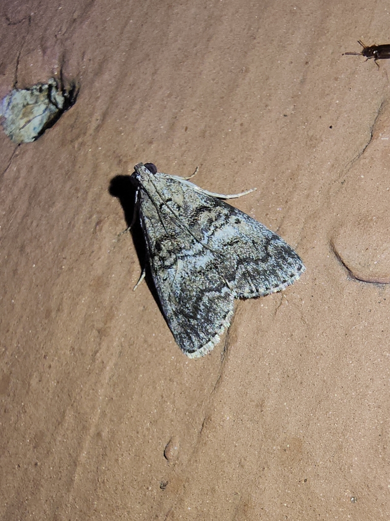 Maple Webworm Moth from Blythewood, SC, USA on June 15, 2024 at 11:09 ...