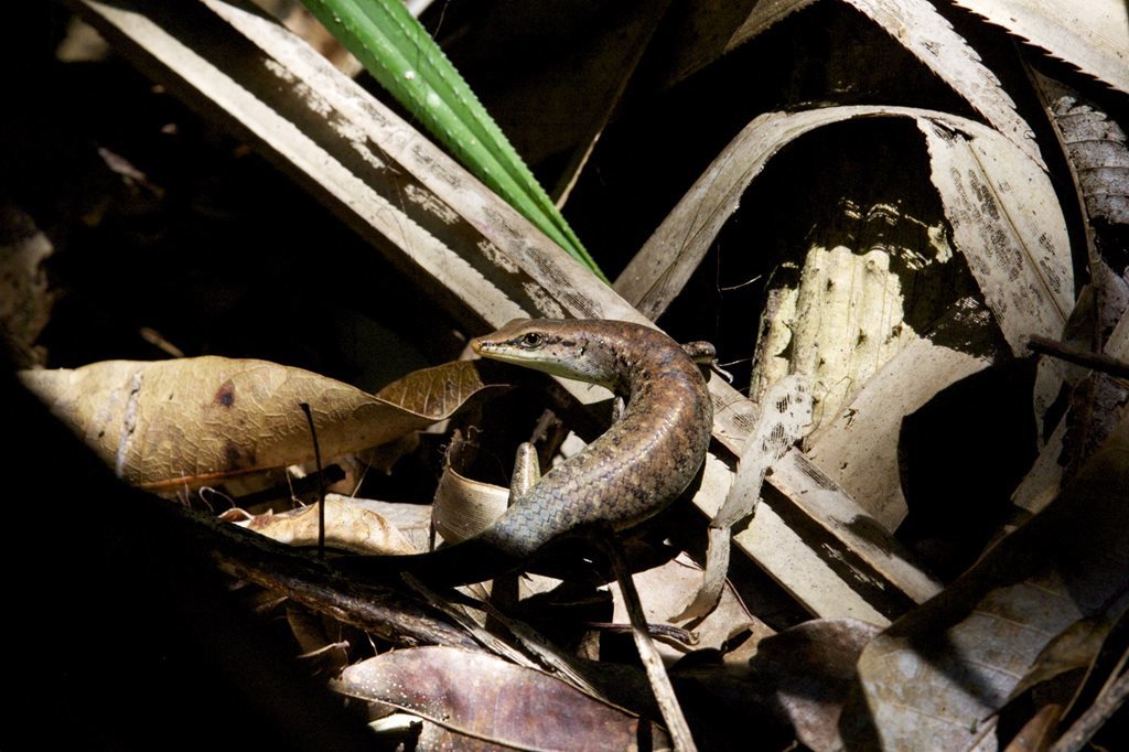 Emoia longicauda (Macleay, 1877)