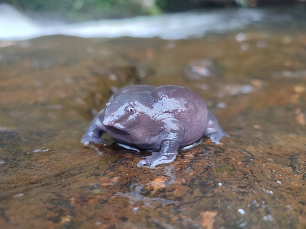 Purple Frog in June 2024 by rajesh rocky · iNaturalist