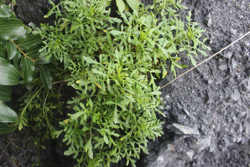 rust fungi from South Wairarapa District, Wellington, New Zealand on ...